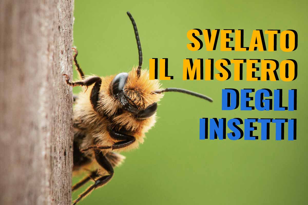 Gli scienziati hanno creato la prima mappa completa del cervello di un ...