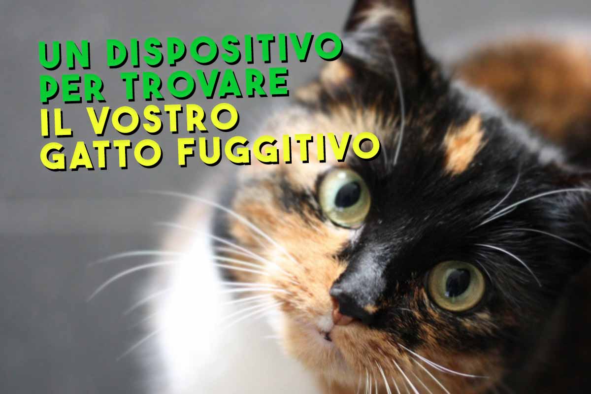 Il vostro gatto scappa sempre? C'è una nuova soluzione tecnologica per ...